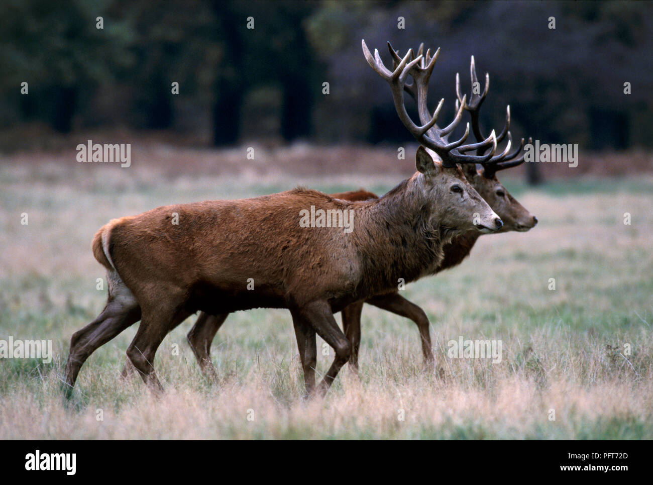 Red Deer (Cervus elaphus) stags walking side by side in Richmond Park ...