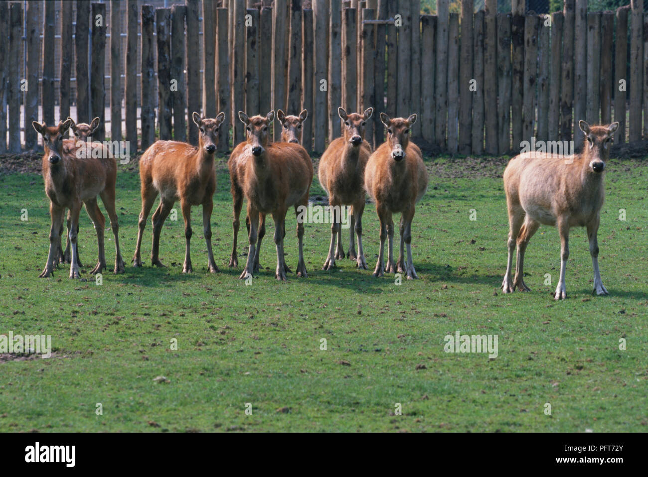 Group of female Pere David's Deer (Elaphurus davidianus) in grass ...