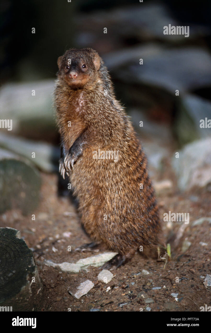 Banded Mongoose (Mungos mungo) standing on hind legs in enclosure Stock ...