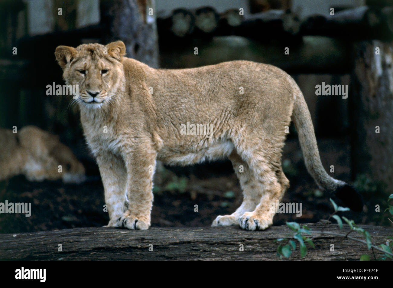 Female Asiatic Lion (Panthera leo persica) standing in enclosure Stock ...