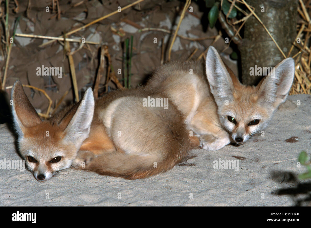 Two Fennec Fox (Vulpes zerda) lying down on sand in enclosure Stock ...