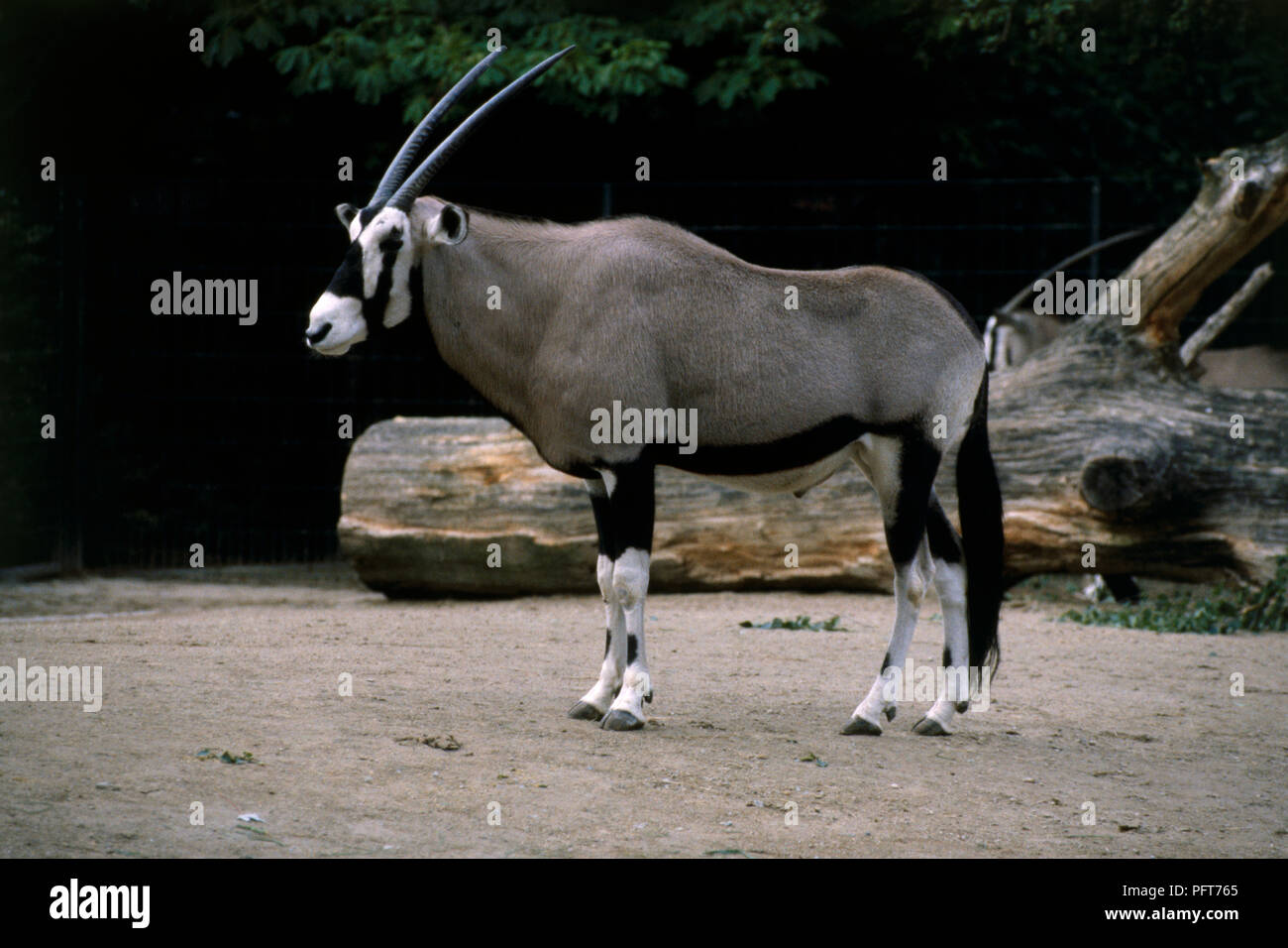 Gemsbok Africano
