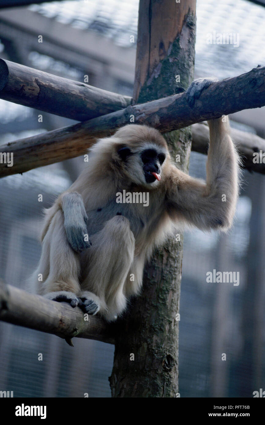 Gibbon species hi-res stock photography and images - Alamy