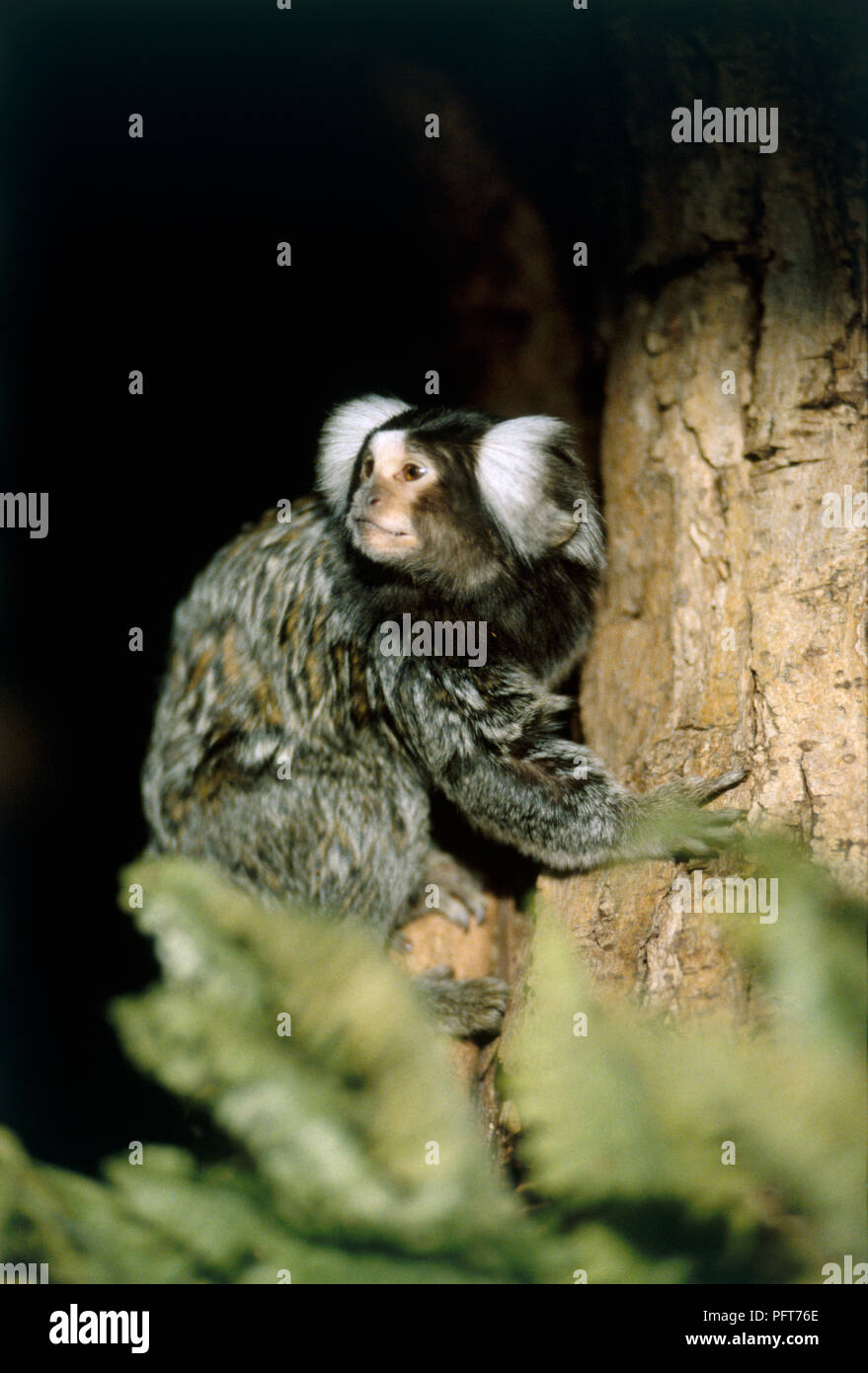 Common Marmoset (Callithrix jacchus) gripping tree trunk in enclosure ...
