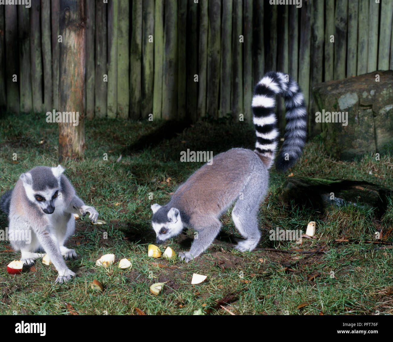 Two Ring-tailed Lemur (Lemur catta) feeding on fruit off ground in ...