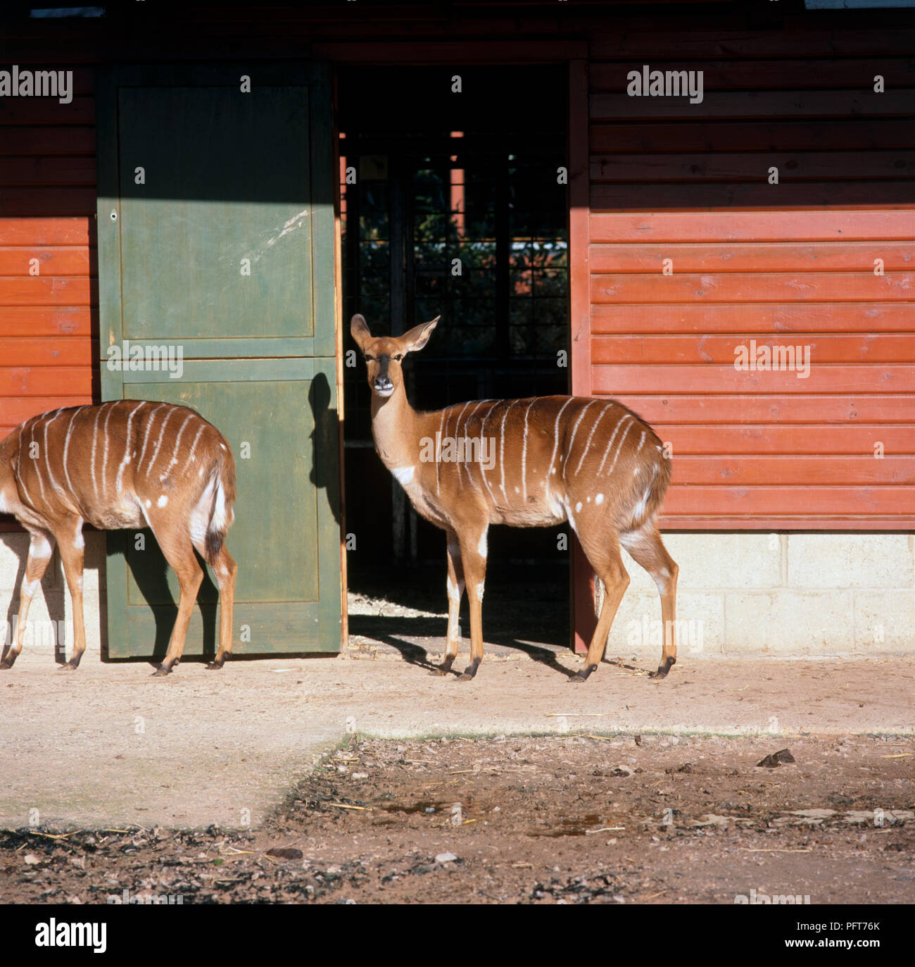 Two female Nyala (Tragelaphus angasii) standing outside building in ...