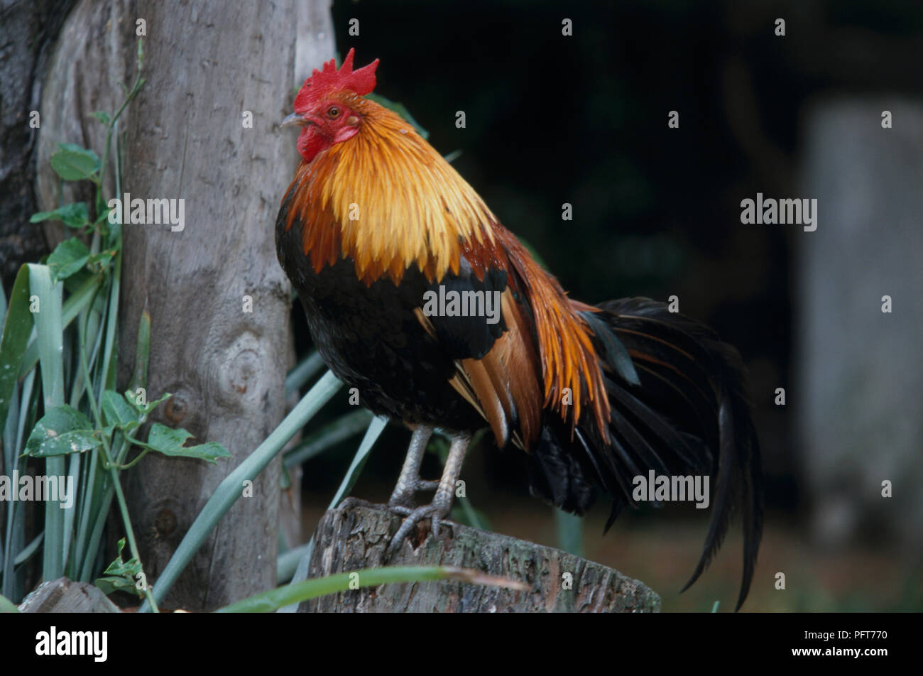 Male Red Junglefowl (Gallus gallus) perching on log in enclosure Stock ...