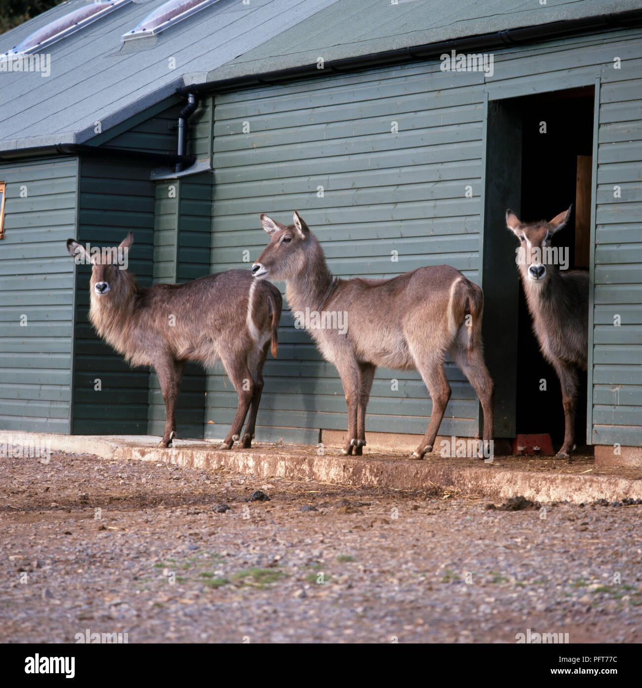Three female Ellipsen Waterbuck (Kobus ellipsiprymnus) standing in ...
