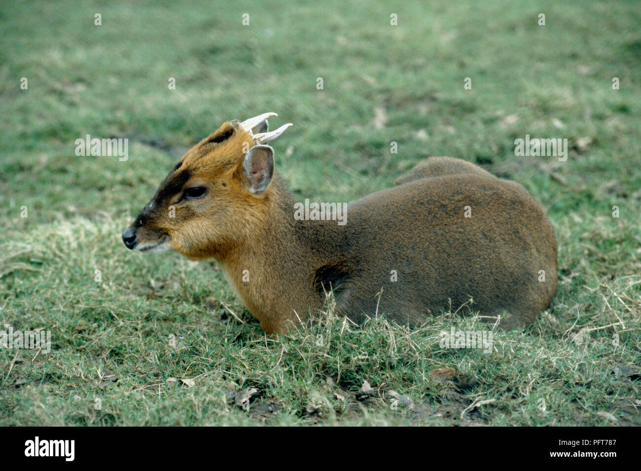 Reeves' Muntjac (Muntiacus Reevesi) lying on grass in enclosure Stock ...