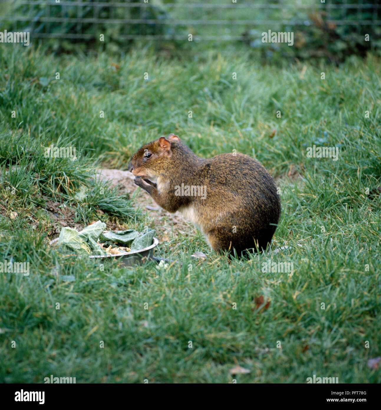 Azaras agouti dasyprocta azarae hi-res stock photography and images - Alamy