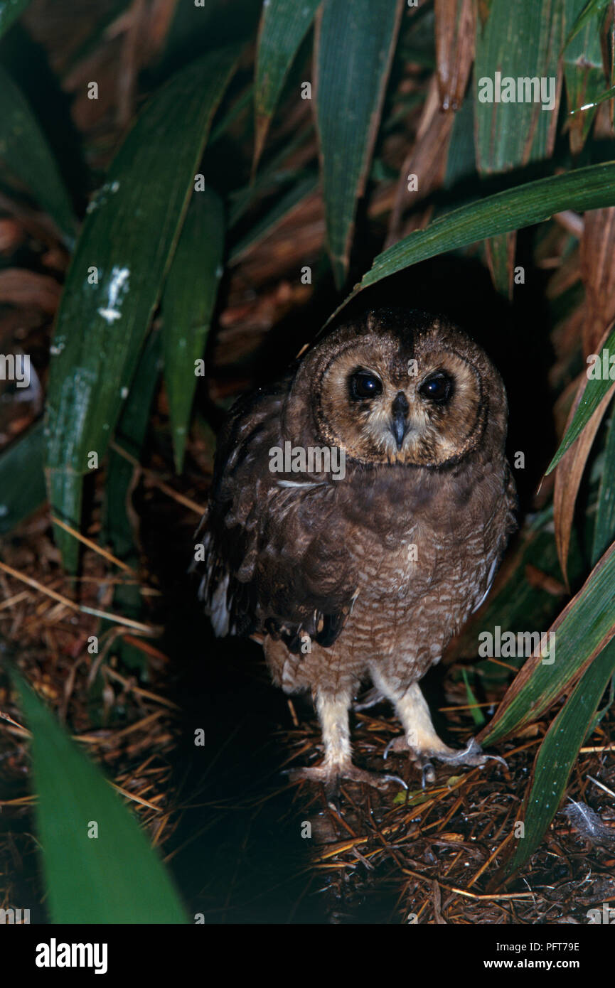 Captive Marsh Owl (Asio capensis) standing in wet undergrowth with dark ...