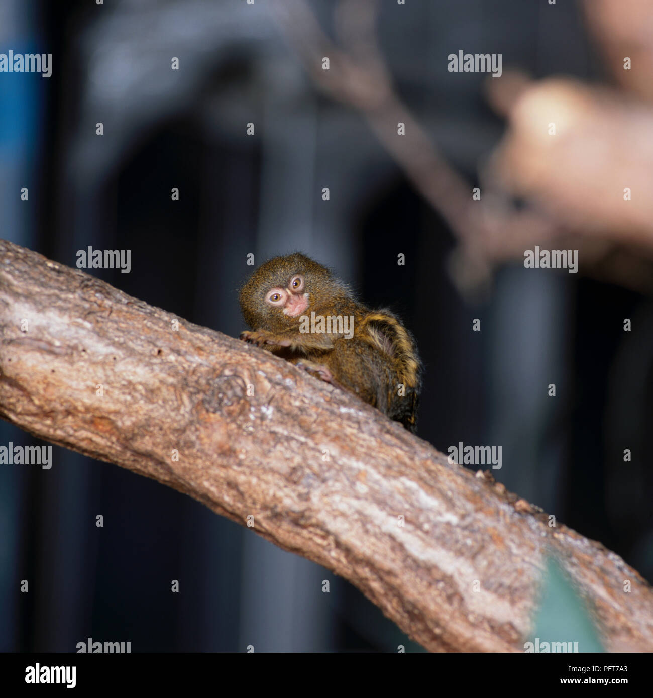 Marmoset enclosure hi-res stock photography and images - Alamy