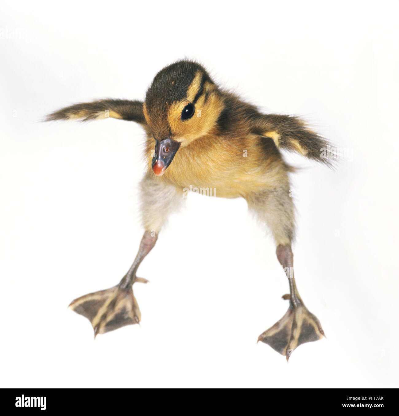 Baby duck raising its wings Stock Photo - Alamy