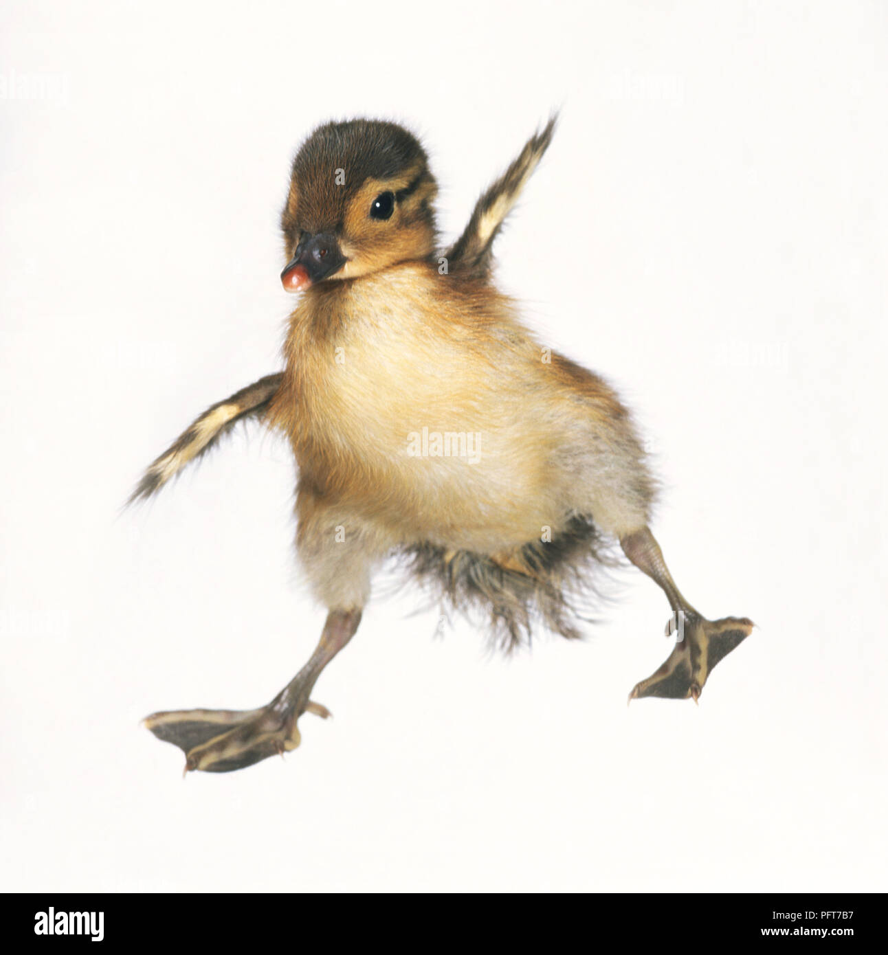 Baby duck raising its wings Stock Photo - Alamy