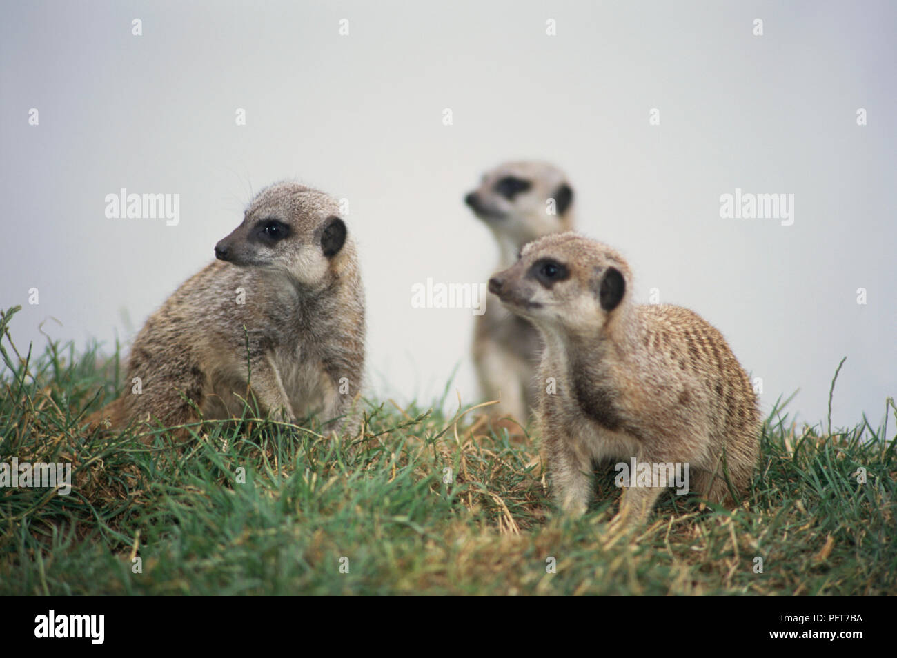 Three Meerkats (Suricata suricatta), all looking in the same direction ...
