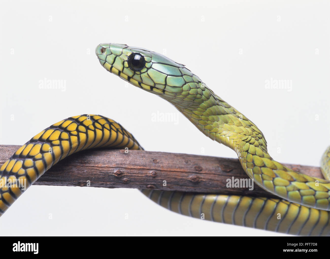 West African Green Mamba (Dendroaspis viridis) wrapping itself around a ...