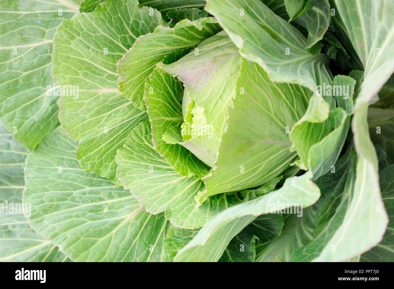 Giant cabbage hi-res stock photography and images - Alamy