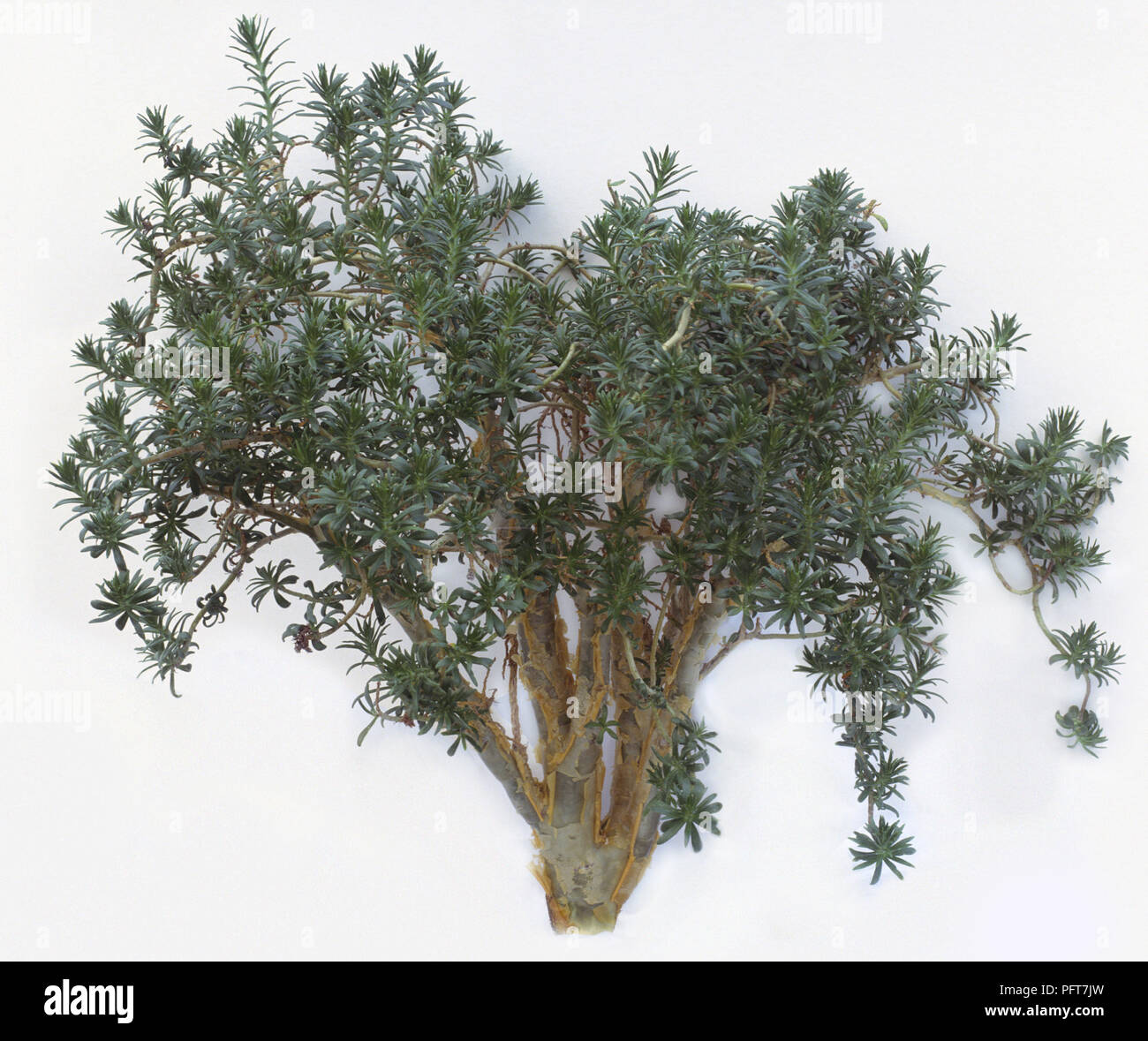 Sedum frutescens (Joshua Tree Sedum), tree-like succulent plant Stock ...