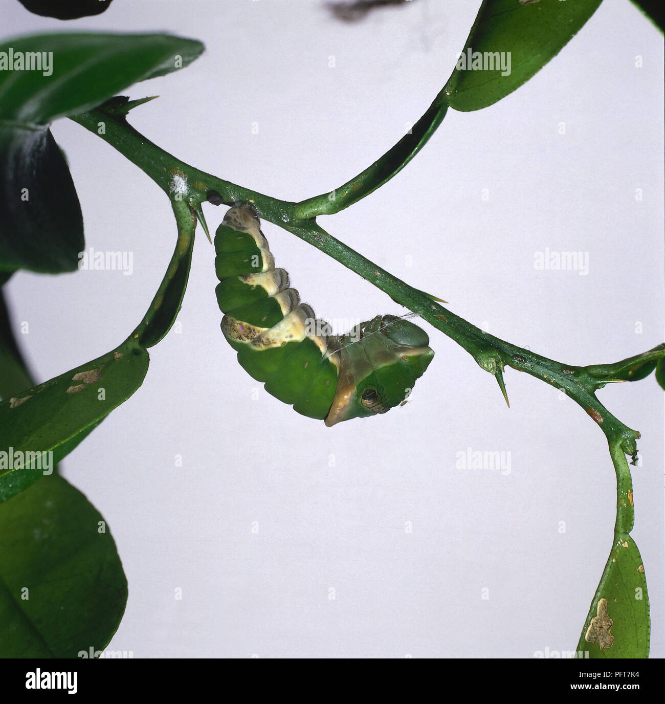 Claspers High Resolution Stock Photography and Images - Alamy