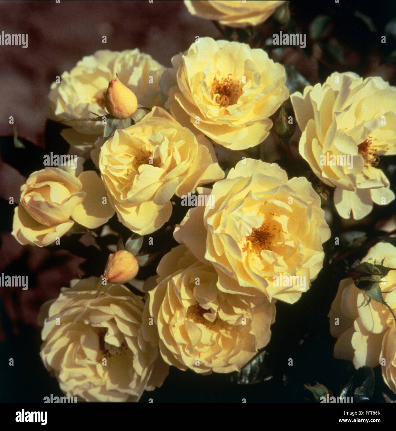 Cluster flowered floribundas rose hi-res stock photography and images ...