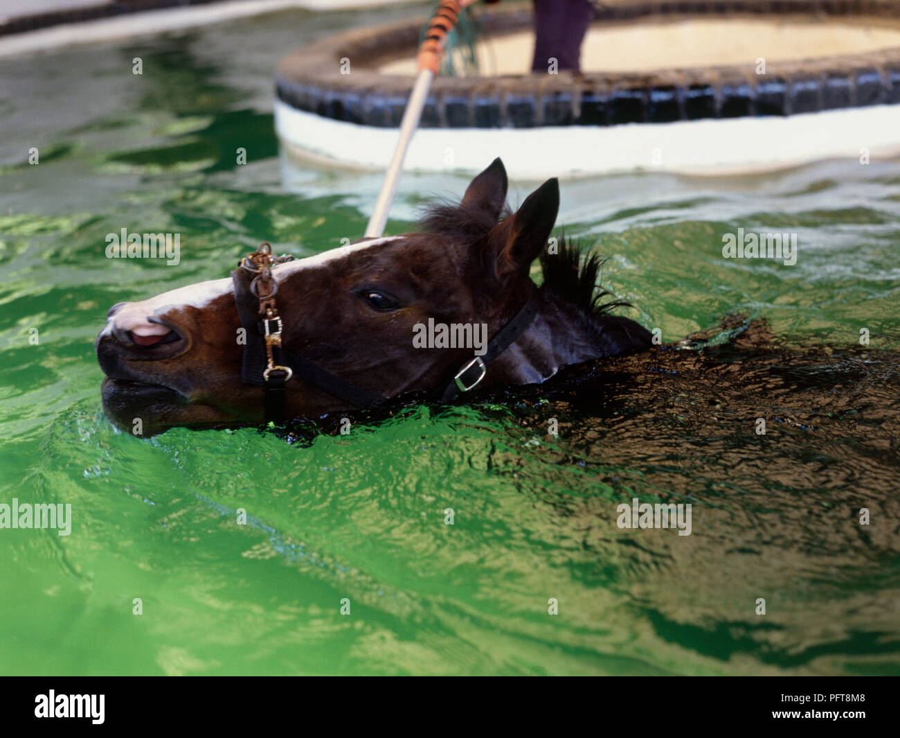Pony undergoing cold water equine hydrotherapy treatment in circular ...