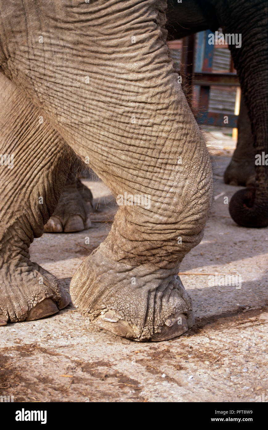 Foot and leg of Indian Elephant (Elephas maximus indicus) showing ...