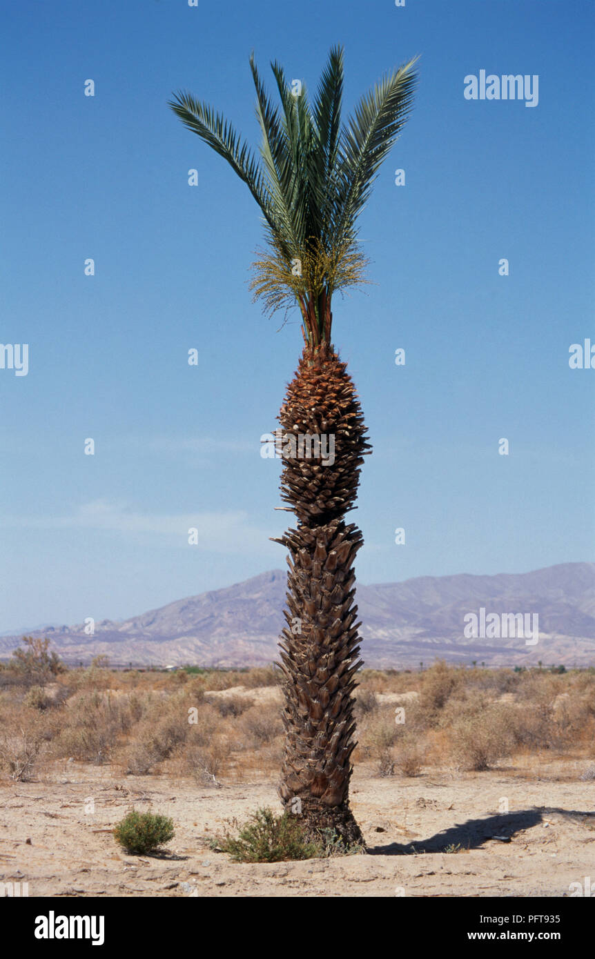 USA, California, Phoenix dactylifera (Date Palm) tree in desert Stock ...