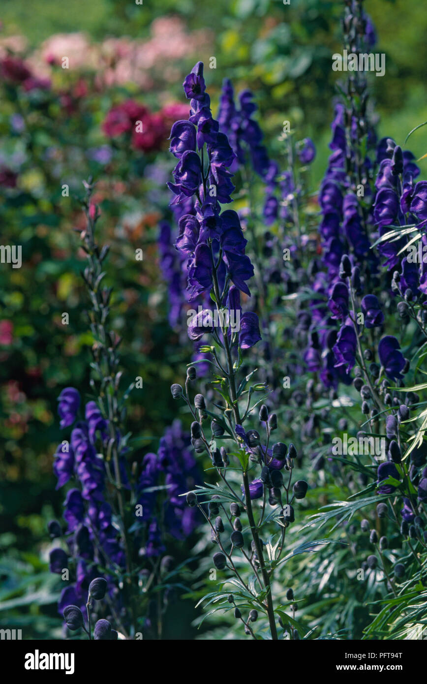 Deep blue flower hi-res stock photography and images - Alamy