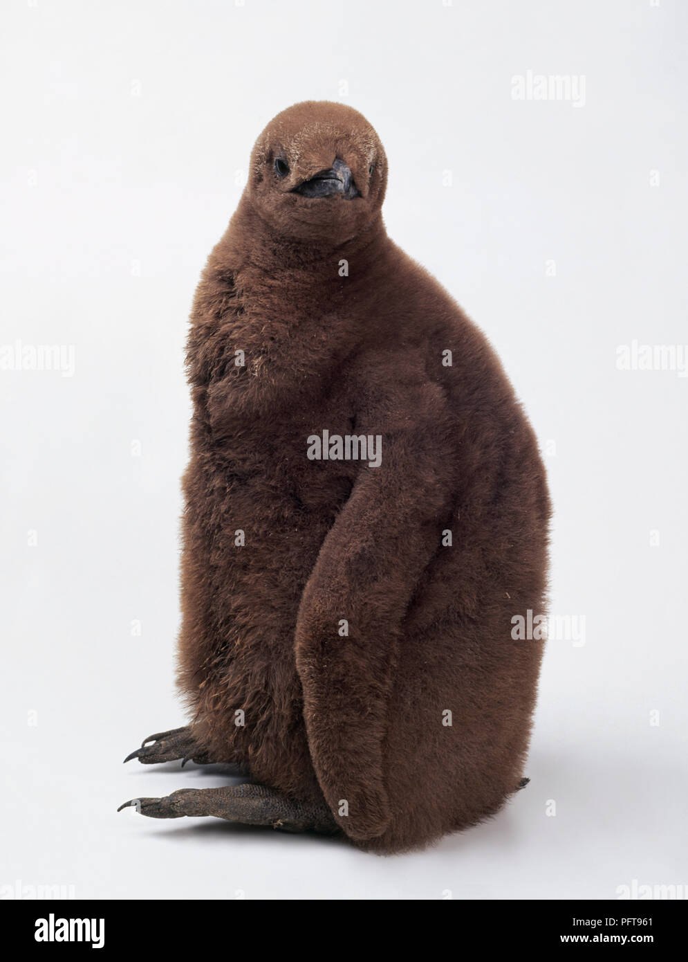 Two month old King Penguin (Aptenodytes patagonicus Stock Photo - Alamy