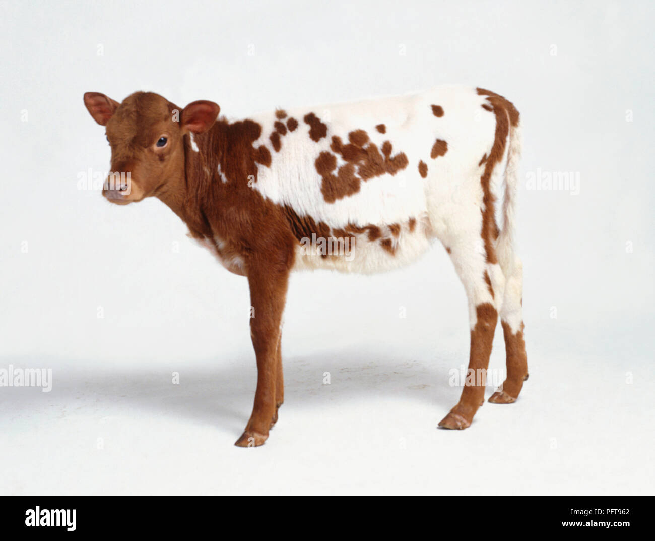 Brown and white calf Stock Photo - Alamy