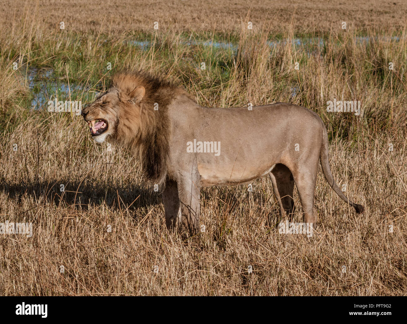 Adult male lion stands in short dry grass in Botswana Stock Photo - Alamy
