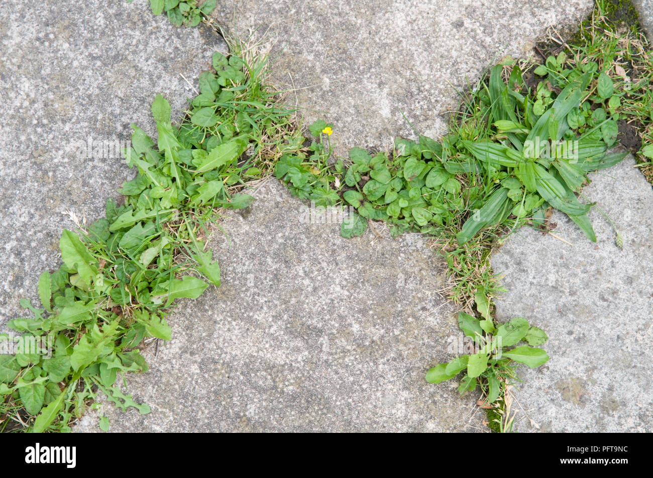 Weeds growing between paving hi-res stock photography and images - Alamy