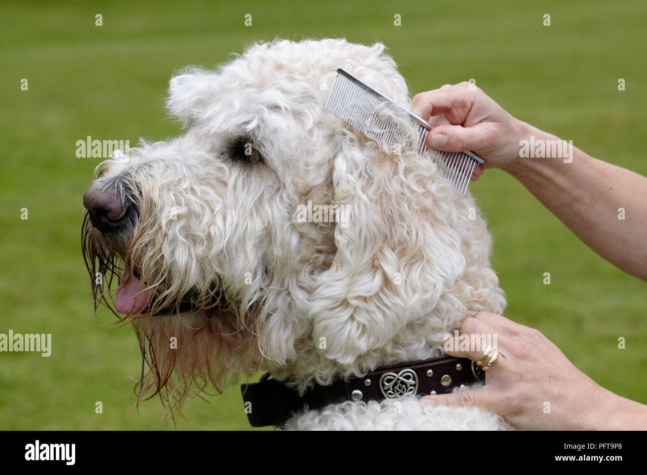 Labradoodle side view hi-res stock photography and images - Alamy