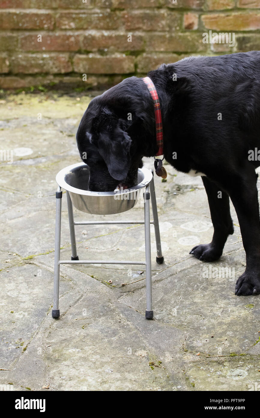 Black labrador retriever standing hi-res stock photography and images ...