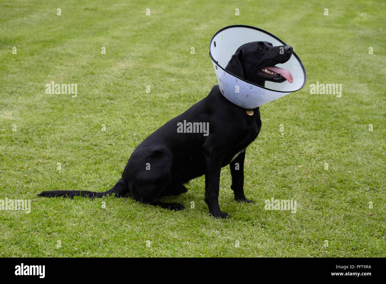 Labrador wearing an elizabethan collar Stock Photo - Alamy