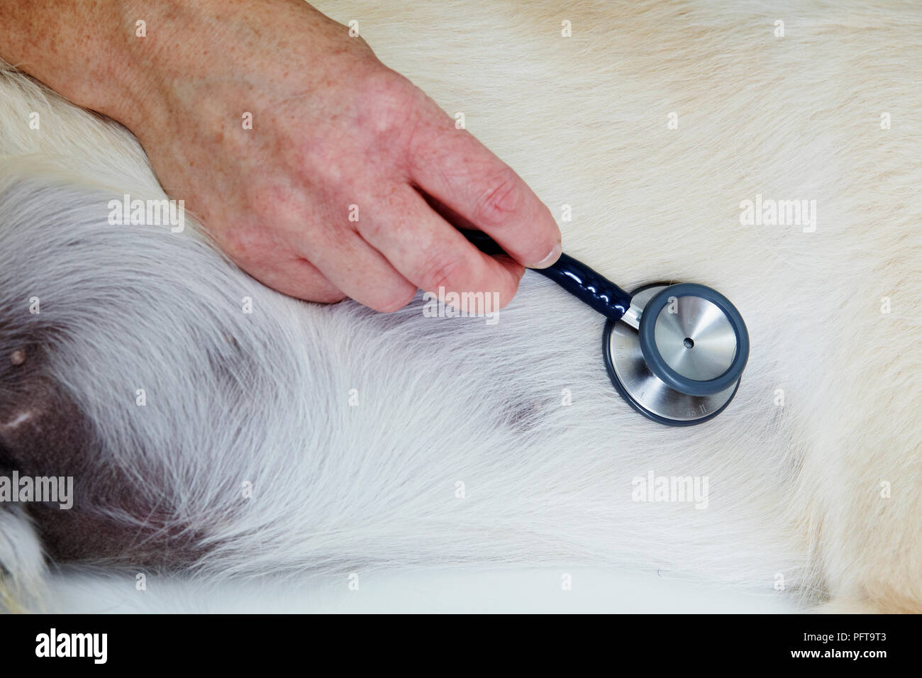 Labrador puppy being checked over by a vet. Listening to heart beat ...