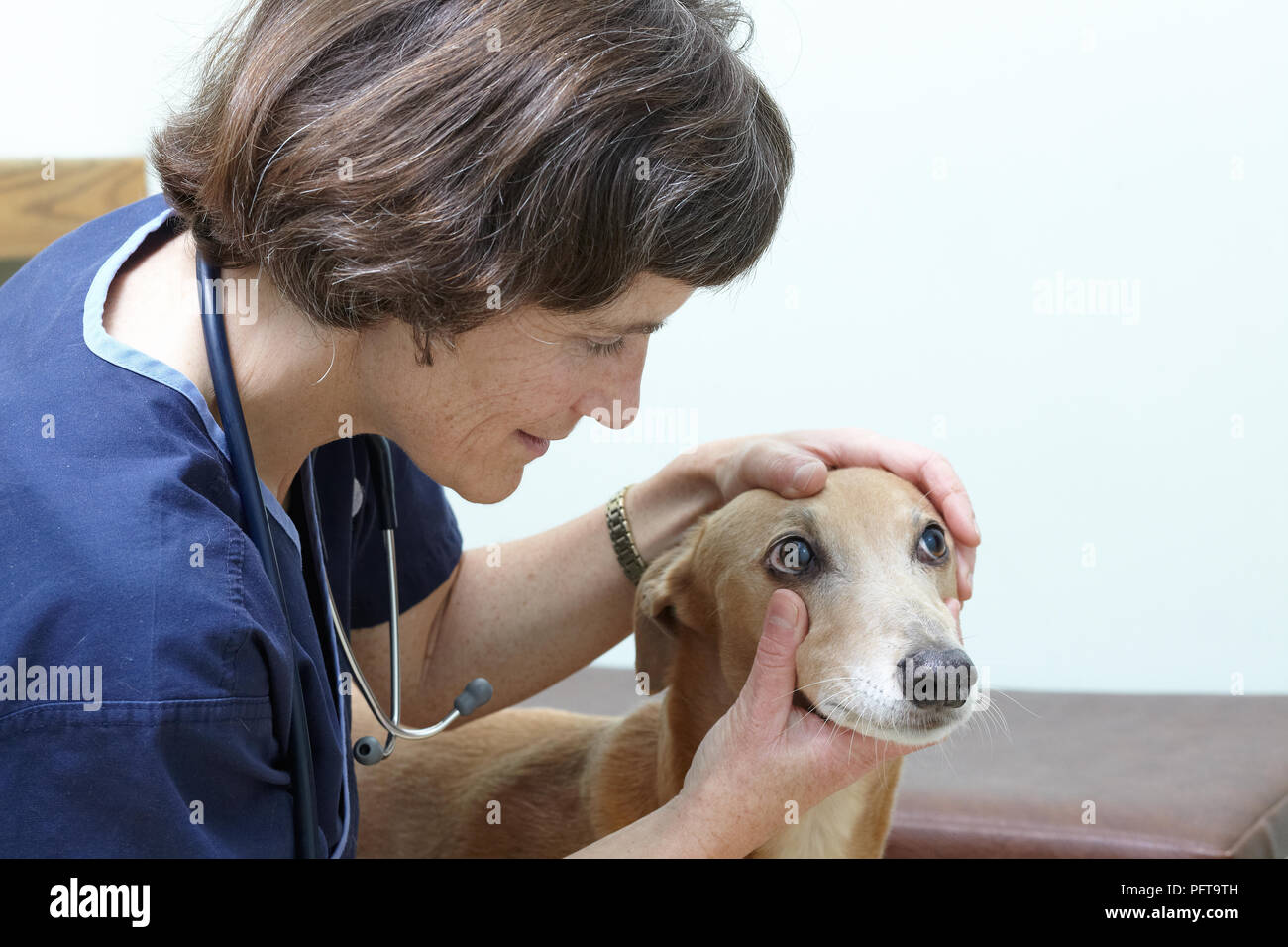 Lurcher dog head hi-res stock photography and images - Alamy