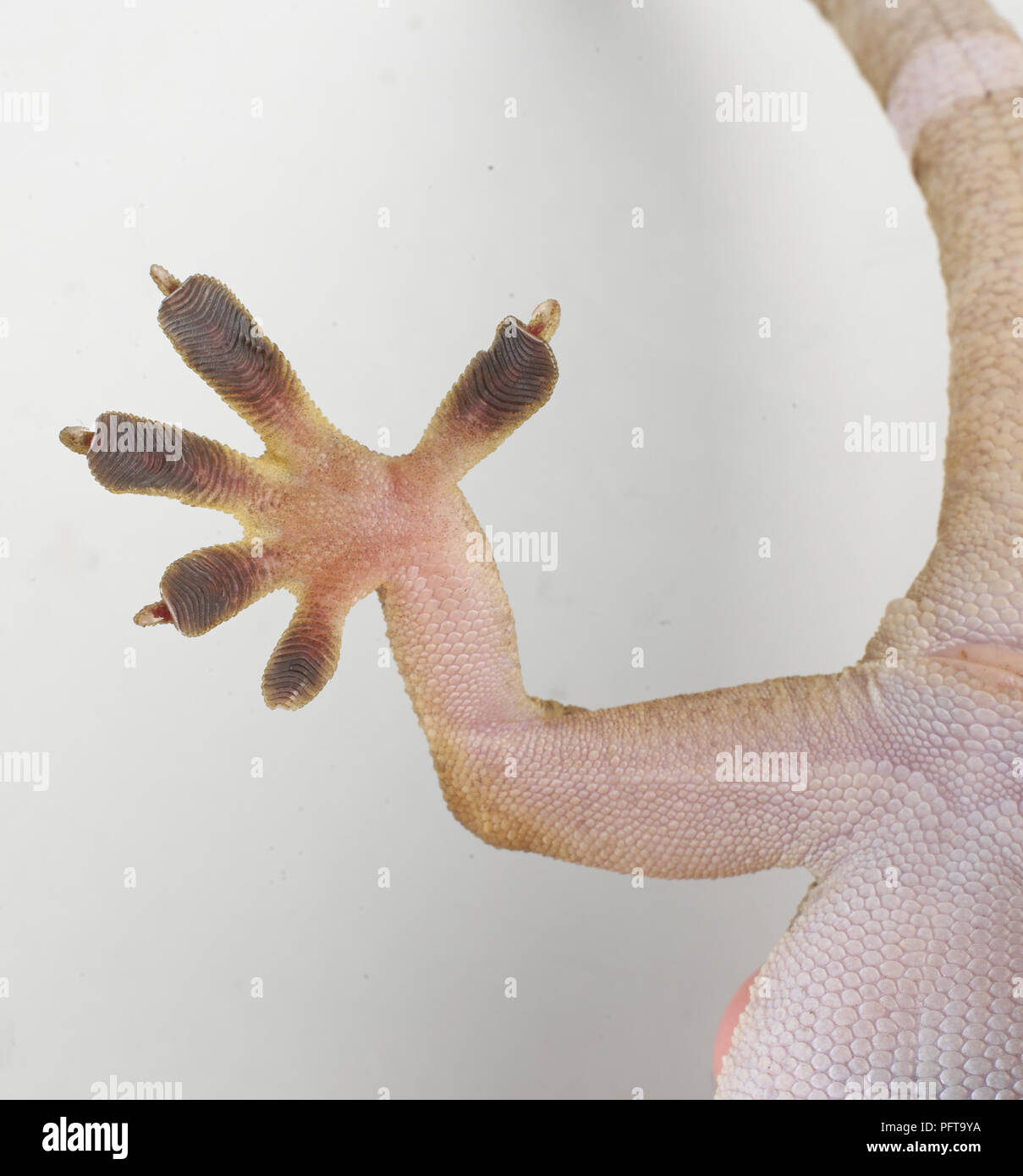 Lizard Claw High Resolution Stock Photography and Images - Alamy