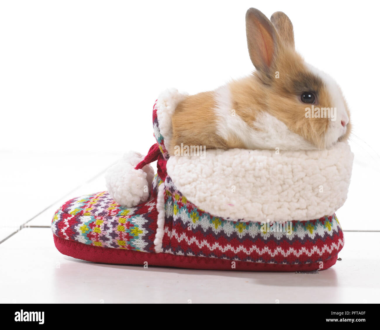 Rabbit Sitting Up Stock Photos & Rabbit Sitting Up Stock Images - Alamy