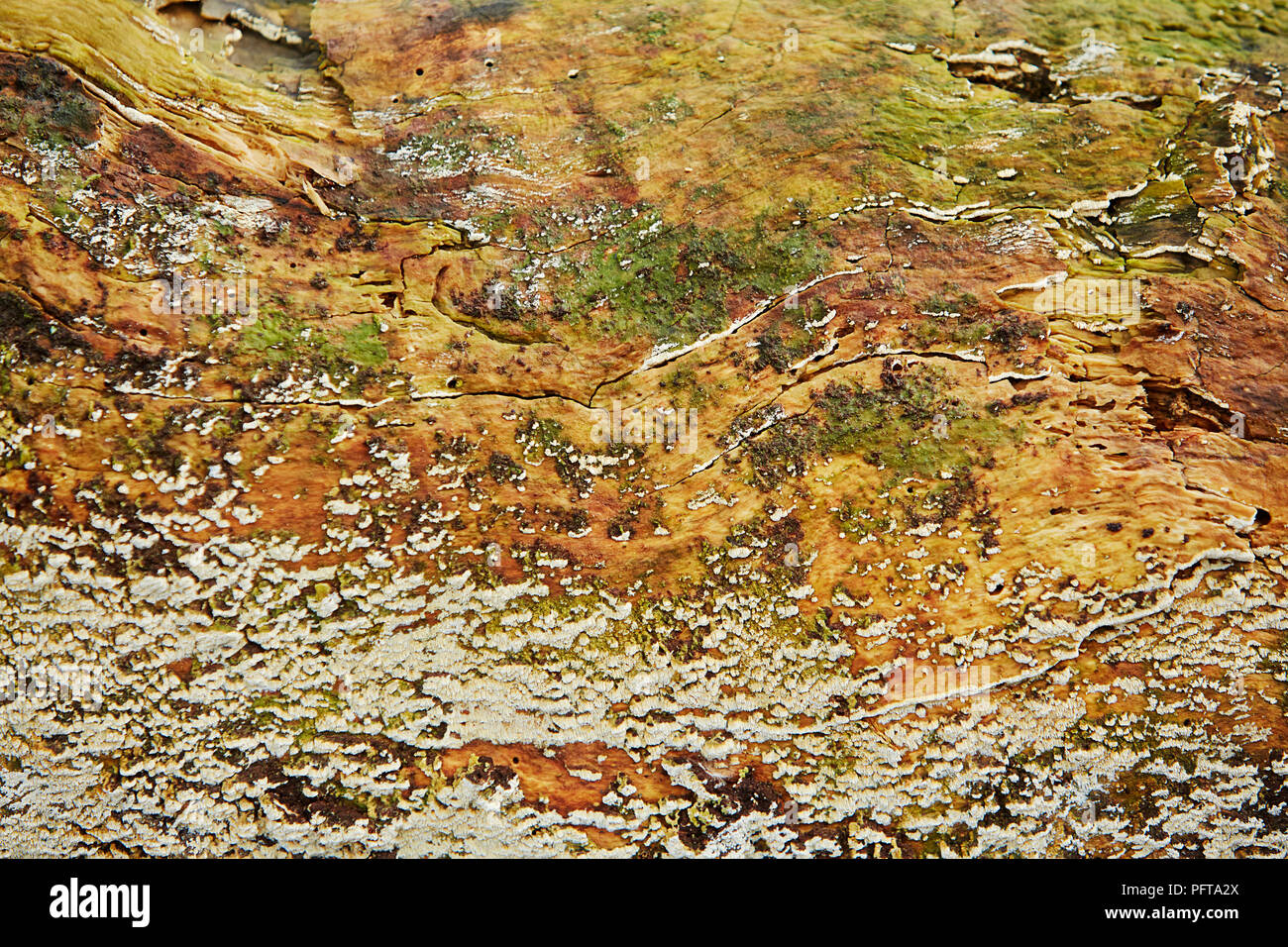 Lichen and tree textures hi-res stock photography and images - Alamy