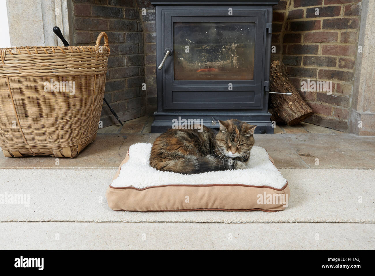 Tortie-tabby (tortoiseshell tabby) resting in front of log fire, old ...