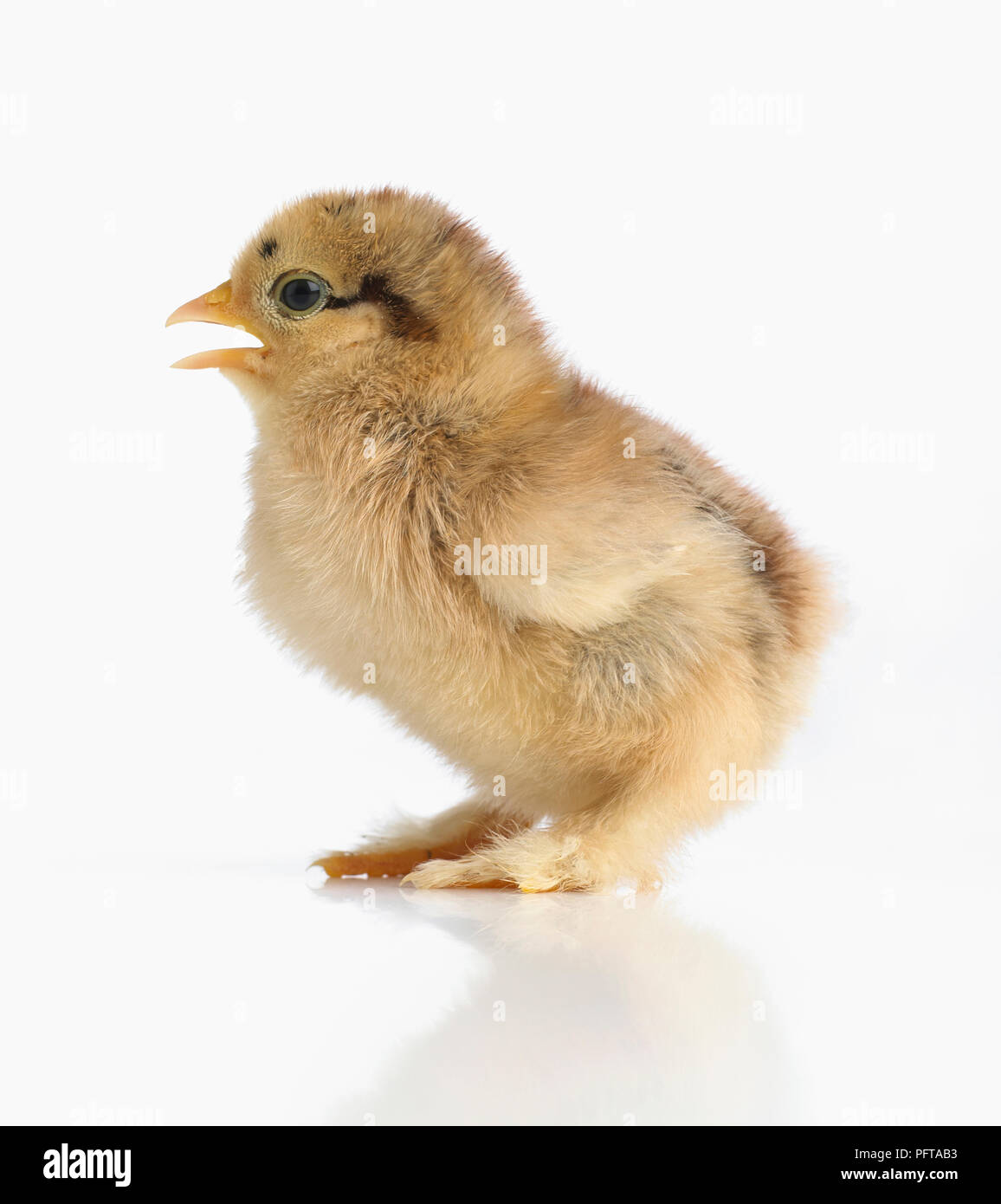 Chick, Pekin chick Stock Photo - Alamy