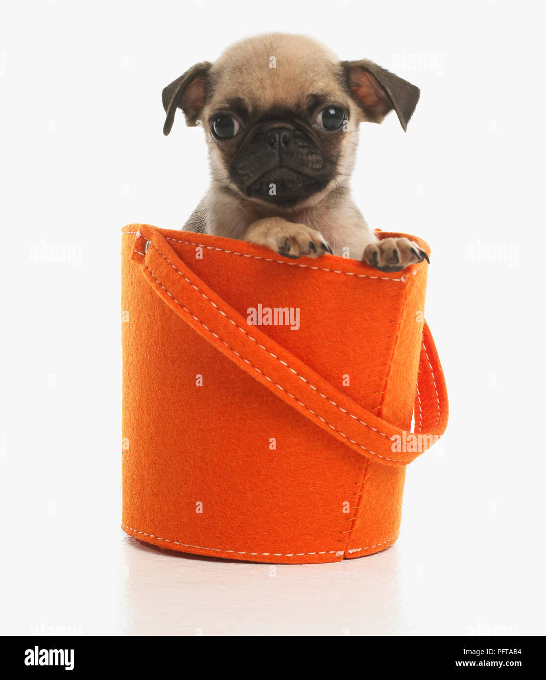 View inside basket hi-res stock photography and images - Alamy