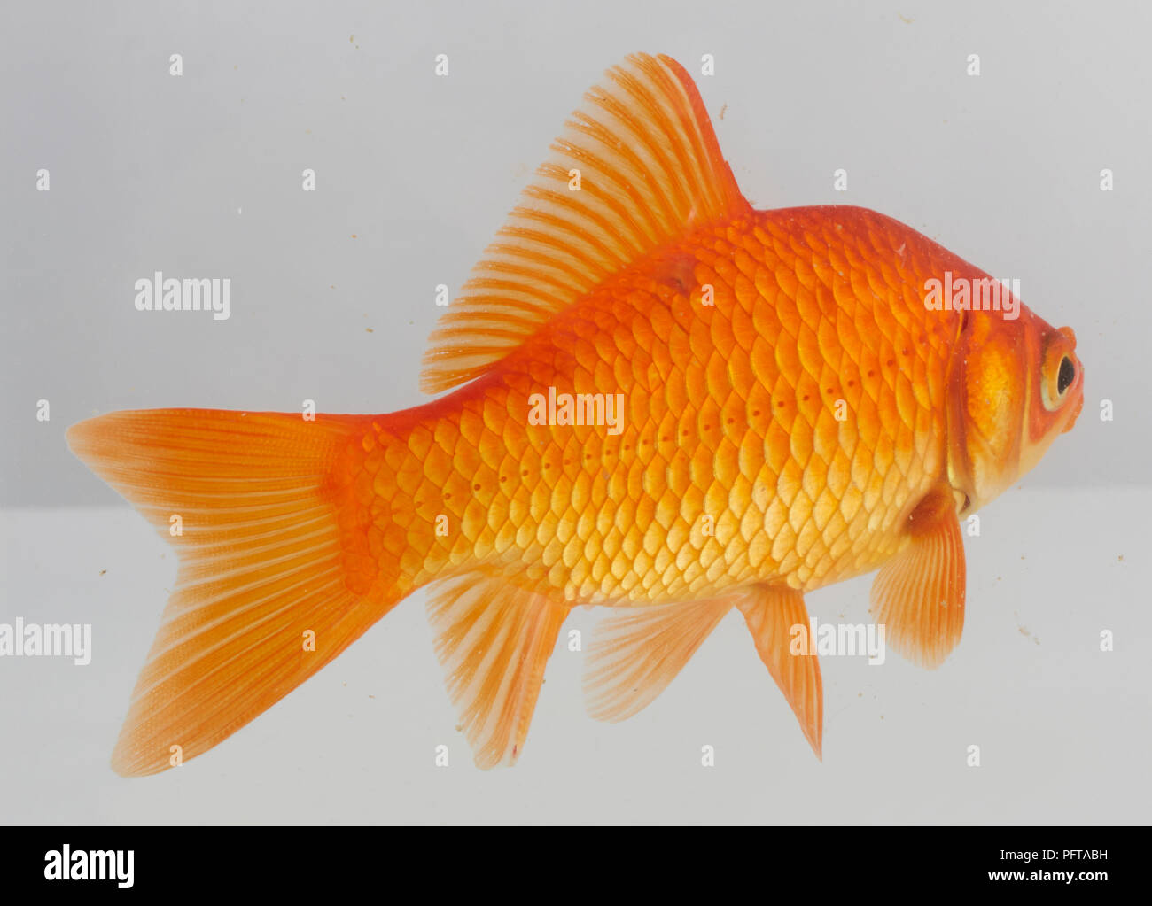 Goldfish orange hi-res stock photography and images - Alamy