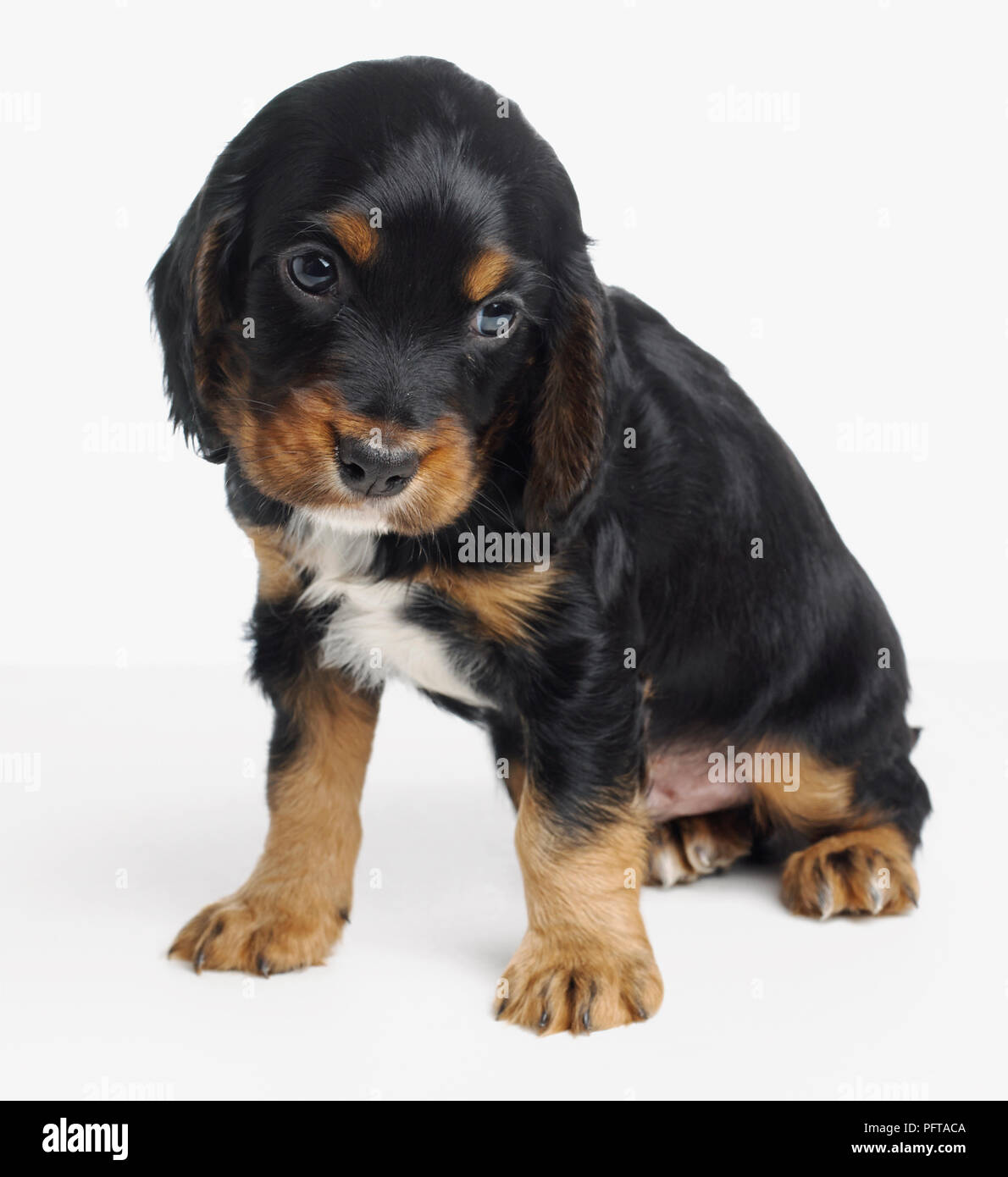 Spaniel puppy, 4-week-old Stock Photo - Alamy