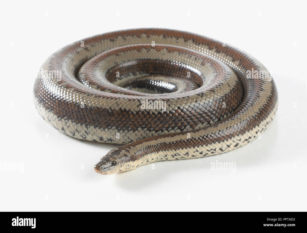 Rosy boa hi-res stock photography and images - Alamy