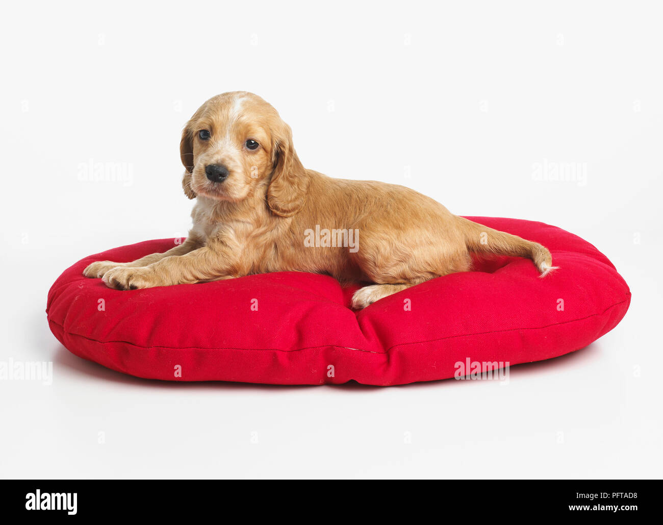 Puppy horizontal hi-res stock photography and images - Alamy