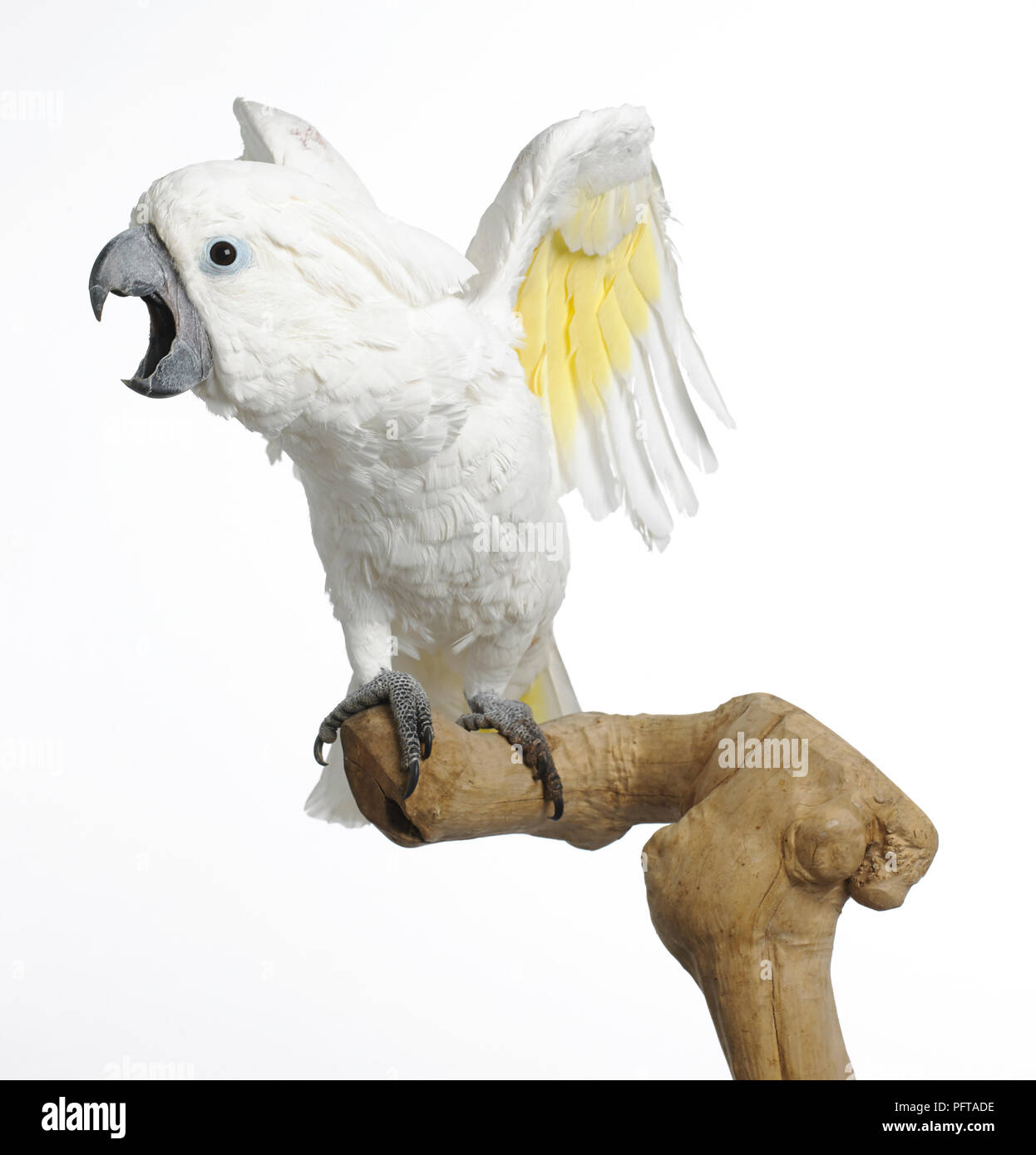 White Cockatoo, Umbrella Cockatoo (Cacatua alba), 3-year-old female ...
