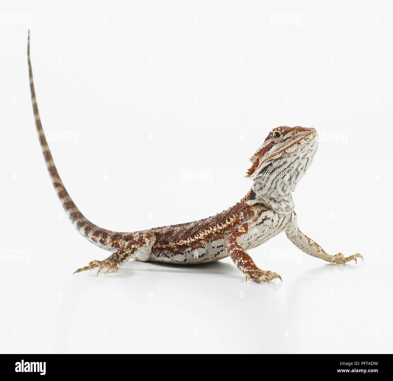 Bearded Dragon (Pogona sp Stock Photo - Alamy