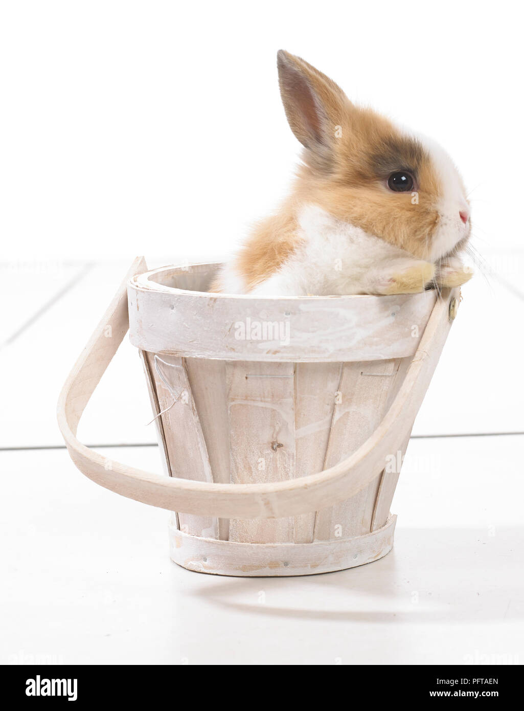 Rabbit sitting in a wooden bucket Stock Photo - Alamy